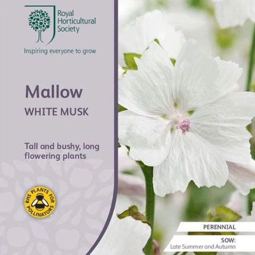 Unmatched Quality: The Impeccable Musk Mallow - Seed Available at ...